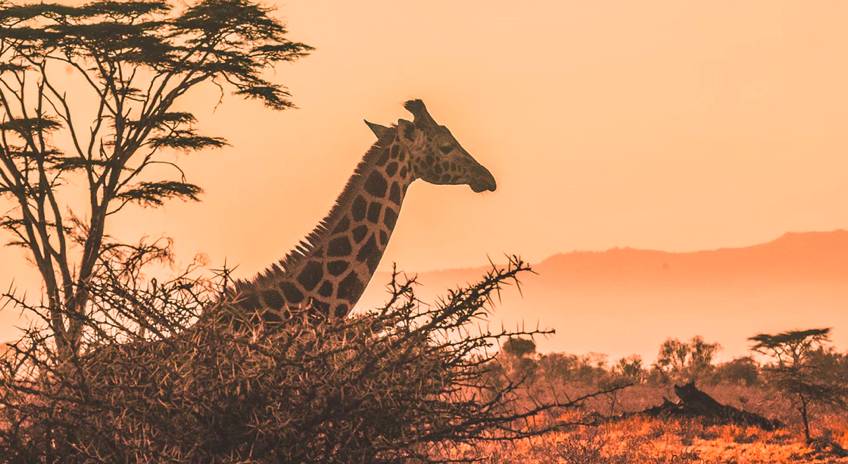 Most Amazing Luxury Tours 2020 - TourRadar