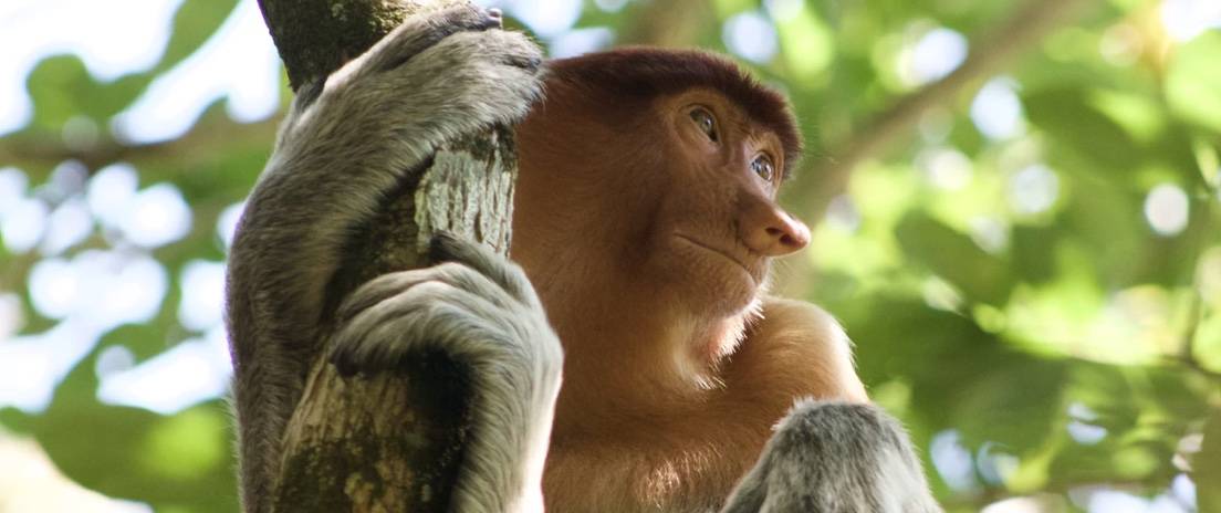 10 Best Safari Tours & Trips 2021 - TourRadar