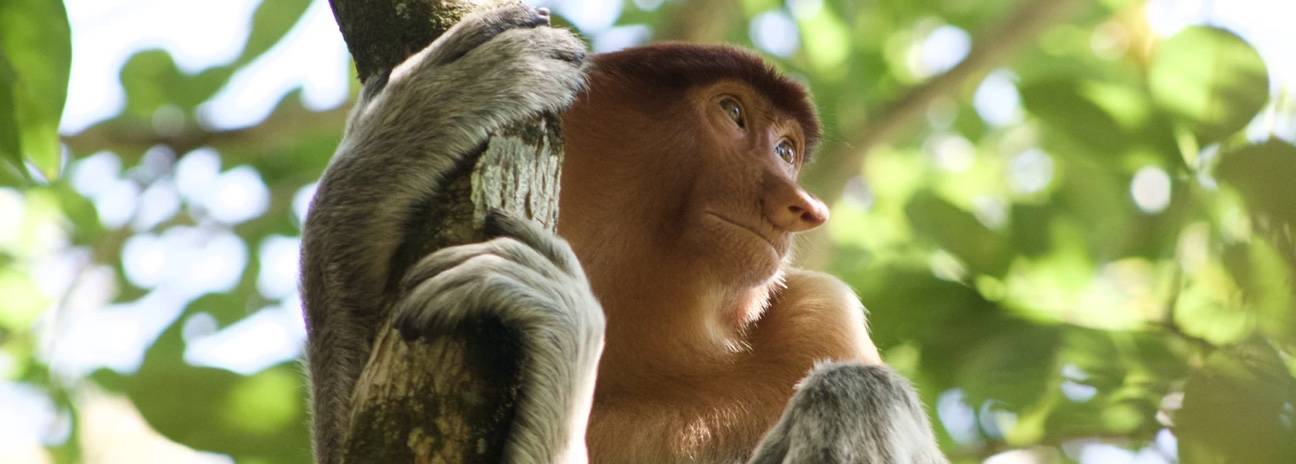 10 Best Safari Tours & Trips 2021 - TourRadar