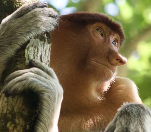 10 Best Safari Tours & Trips 2021 - TourRadar