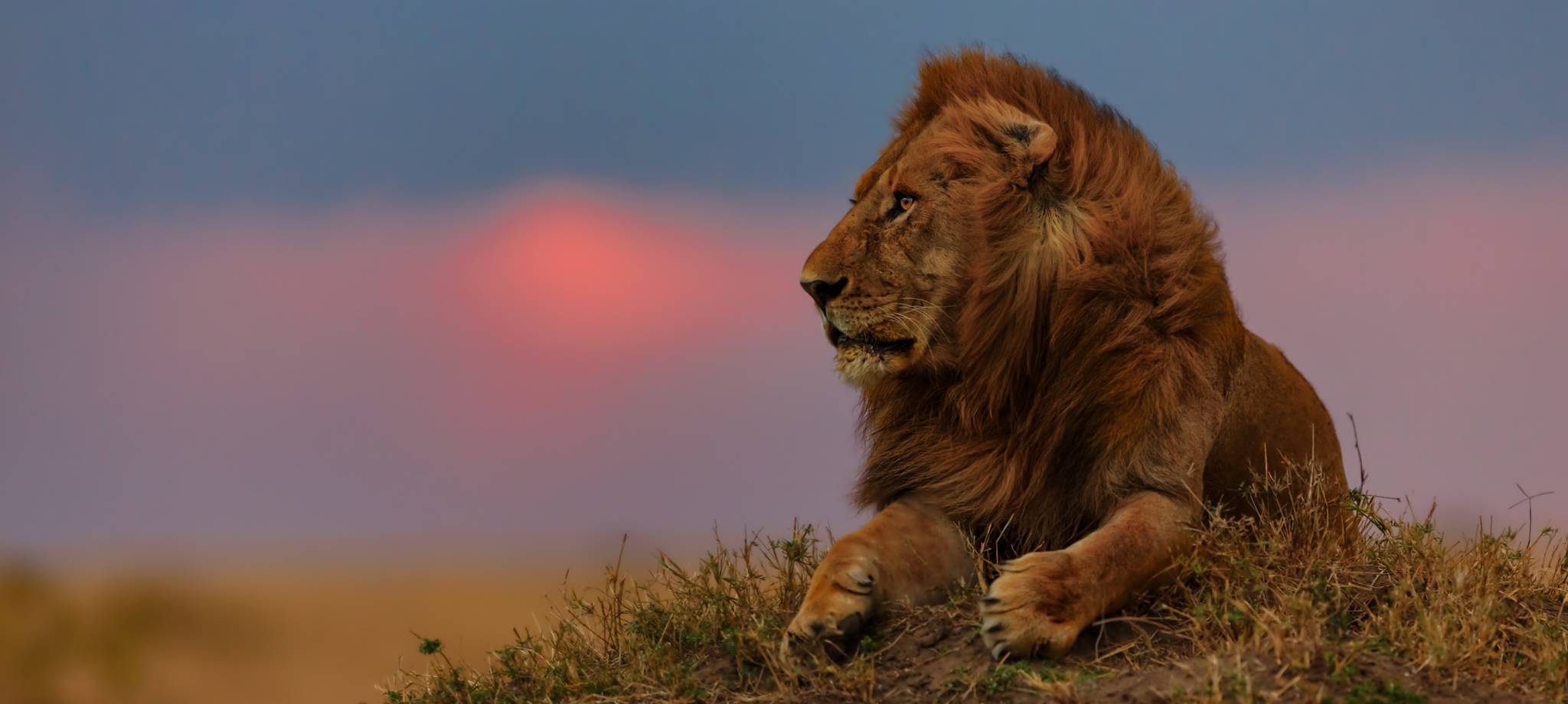 Masai Mara Facts: 8 Things Not To Miss Before Visiting - TourRadar