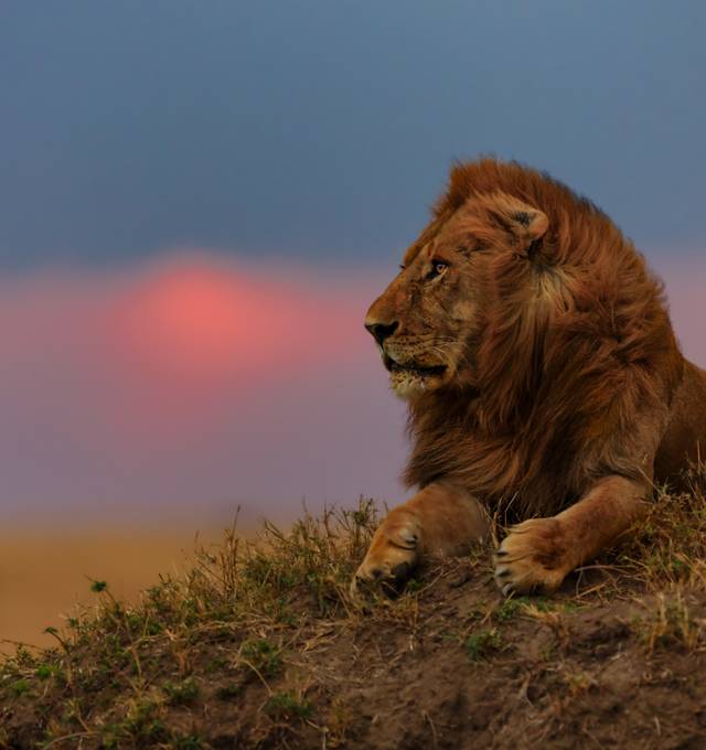 Masai Mara Facts: 8 Things Not To Miss Before Visiting - TourRadar