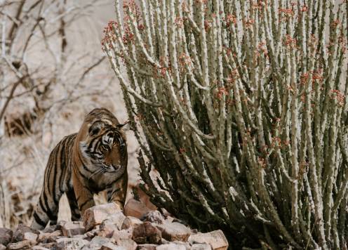 Best Time to Visit Ranthambore: Weather & Temperatures - TourRadar