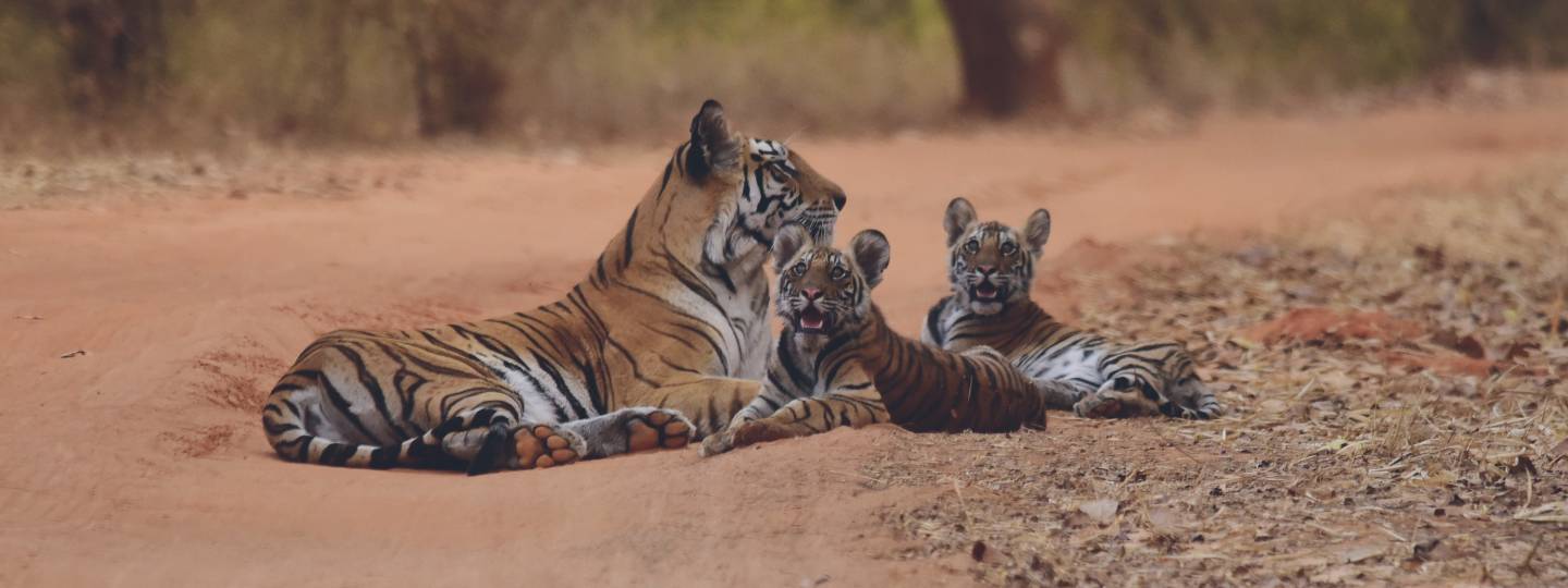 Ranthambore Maps: Location, Road & Attraction Map - TourRadar