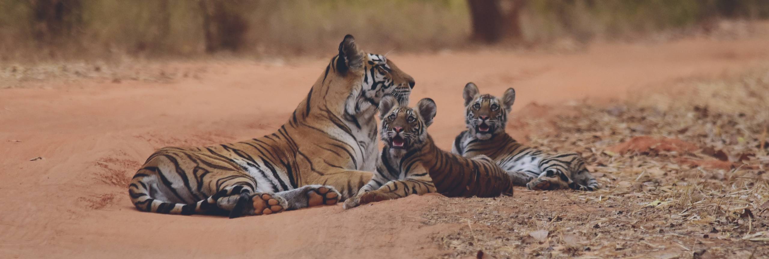 Ranthambore Maps: Location, Road & Attraction Map - TourRadar