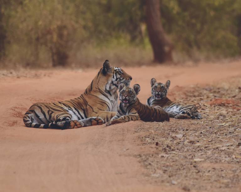 Ranthambore Maps: Location, Road & Attraction Map - TourRadar