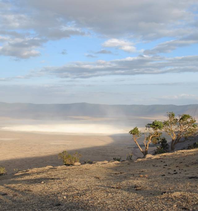 12 Most Amazing Ngorongoro Crater Animals to Spot - TourRadar
