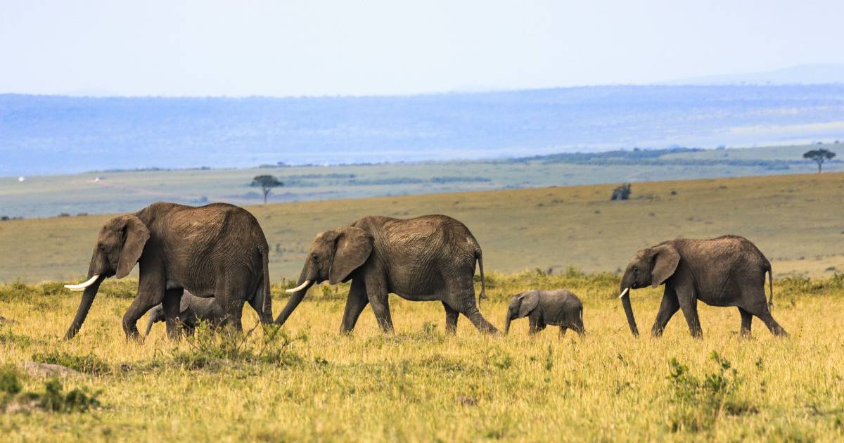 Masai Mara Location: How to get there by Road or Plane - TourRadar