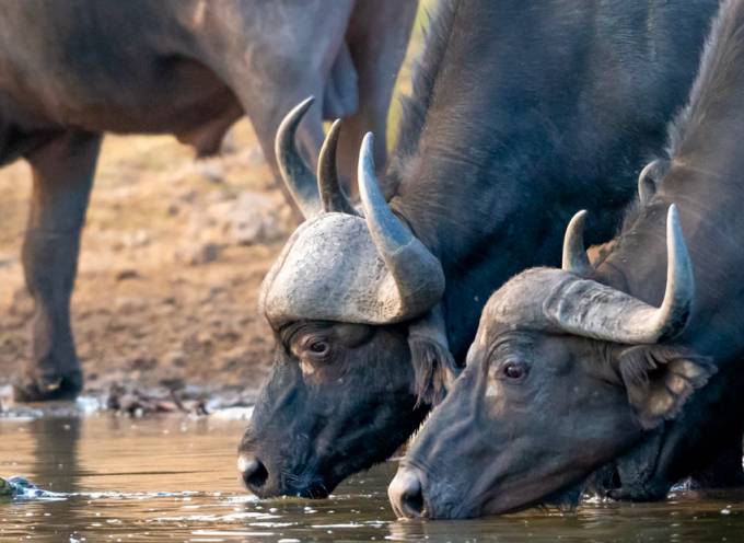 Okavango Delta Animals