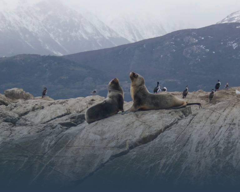 Antarctic Wildlife: Animals You Can See in Antarctica - TourRadar