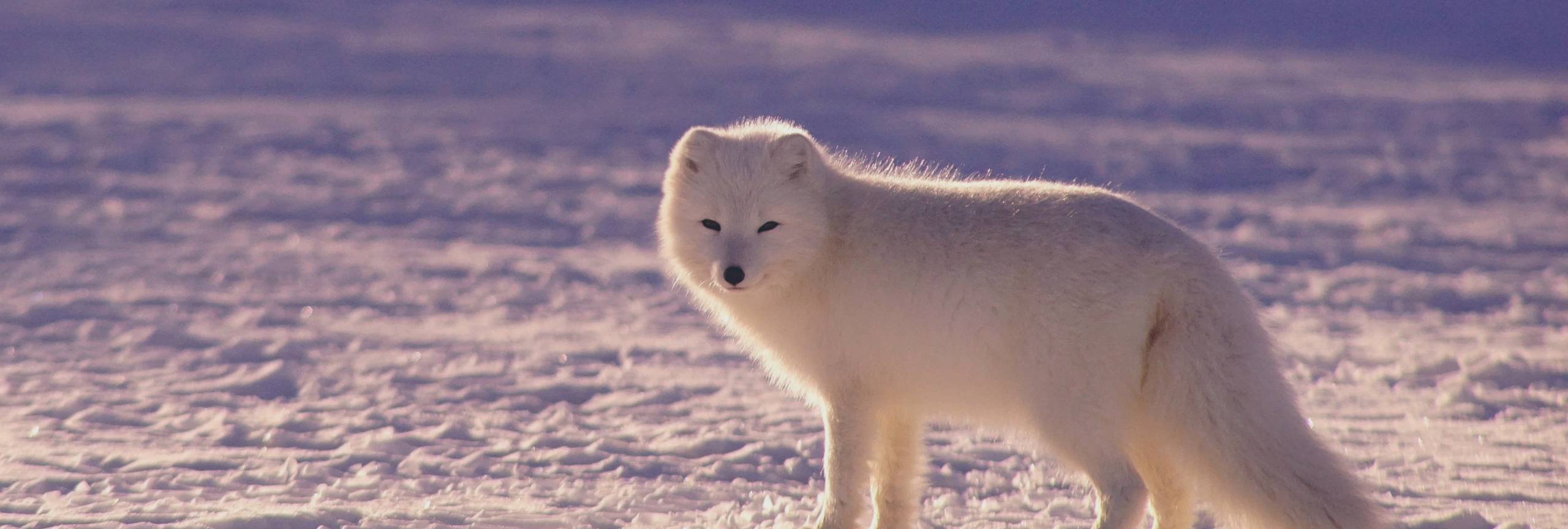 Arctic Wildlife: Discover the Animals of the Arctic Circle - TourRadar