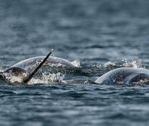 Arctic Wildlife: Discover the Animals of the Arctic Circle - TourRadar