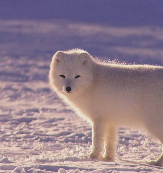 Arctic Wildlife: Discover the Animals of the Arctic Circle - TourRadar