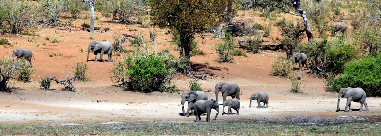 Victoria Falls Animals: Most Spectacular Animals to Spot - TourRadar