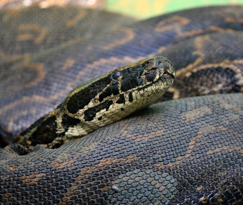 Victoria Falls Animals: Most Spectacular Animals to Spot - TourRadar