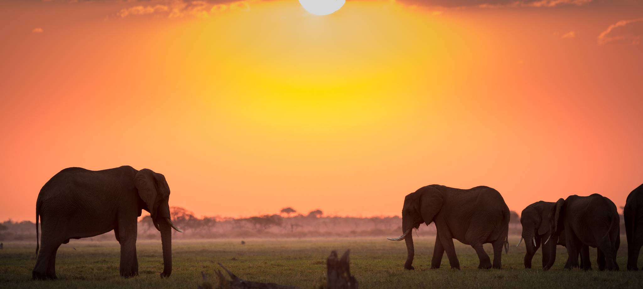 Chobe National Park Facts & Information: All You Need to Know - TourRadar