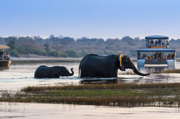 Chobe National Park Facts & Information: All You Need to Know - TourRadar