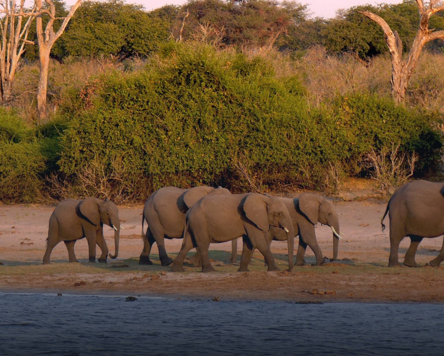 Chobe National Park Location: How to Get There by Flight, Car & Bus ...