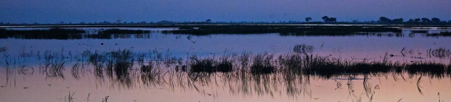 Wildlife in Chobe National Park: What Animals Can You See on a Safari ...