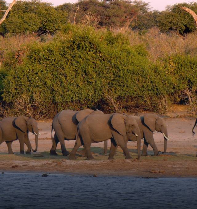 Top Chobe National Park Attractions & Activities to Try - TourRadar