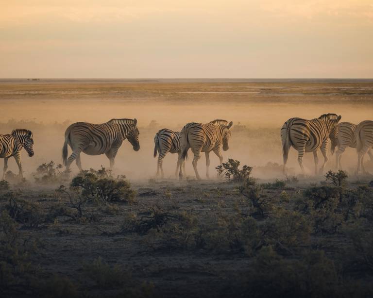 Etosha Maps: Location, Waterholes & Road Map - TourRadar