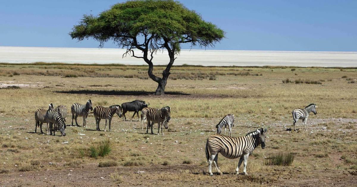 Etosha Location: How To Get There By Road Or Plane - TourRadar