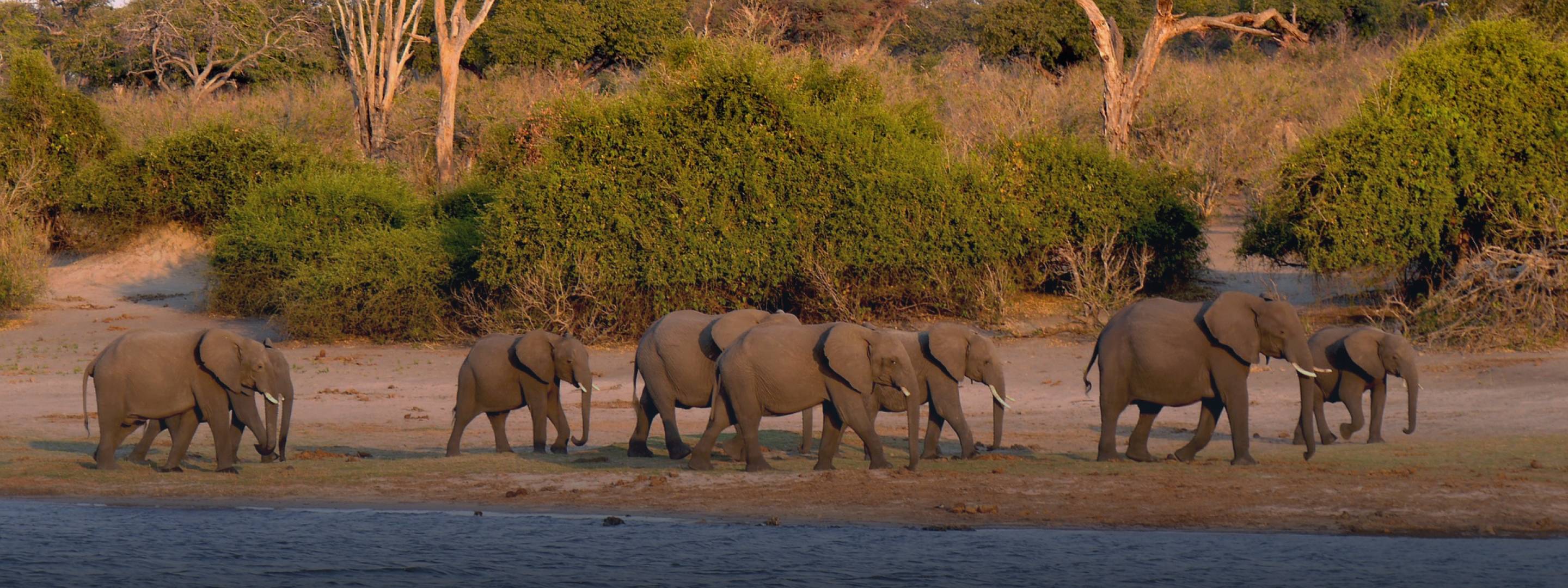 Chobe National Park Maps - TourRadar