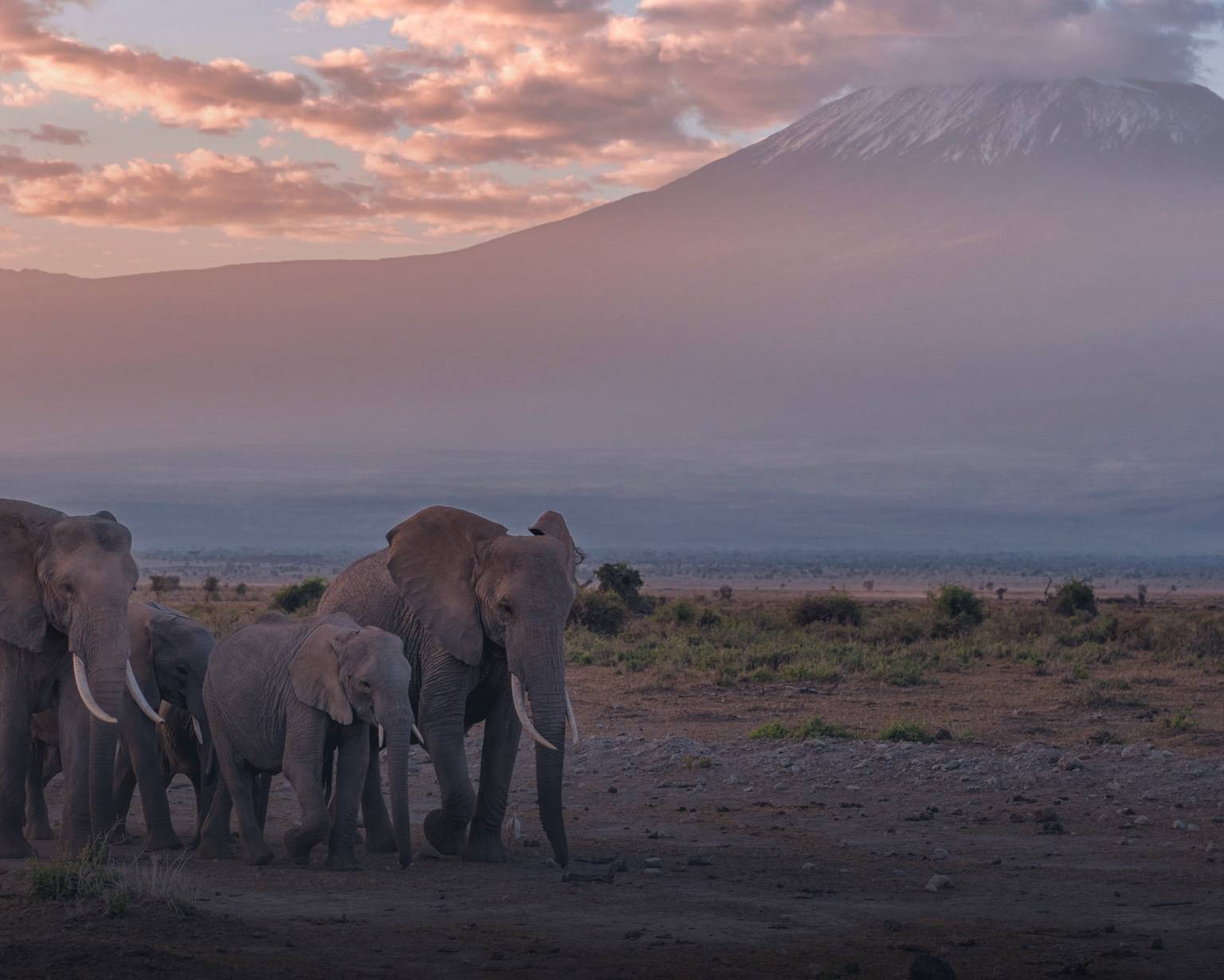 Best Time to Visit Kenya for a Ultimate Safari Experience - TourRadar