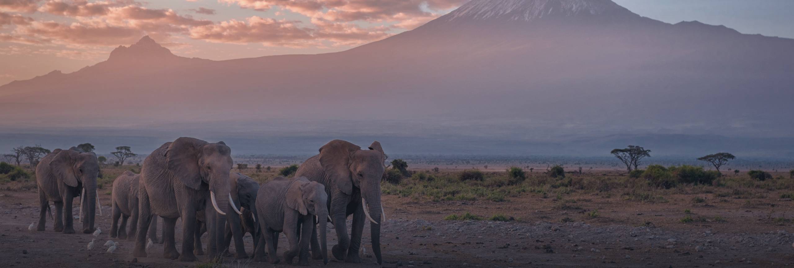 Best Time to Visit Kenya for a Ultimate Safari Experience - TourRadar