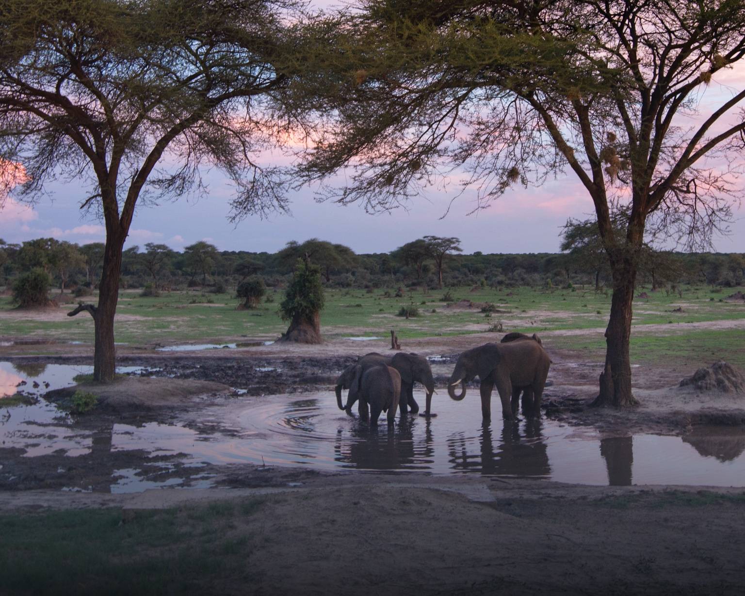 Best time to visit Botswana for a Safari - TourRadar