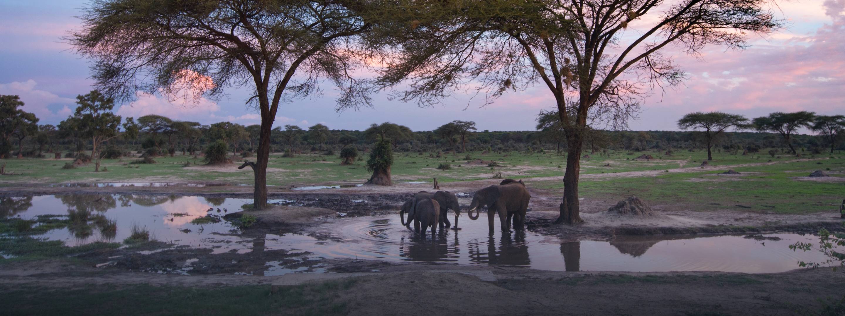 Best time to visit Botswana for a Safari - TourRadar
