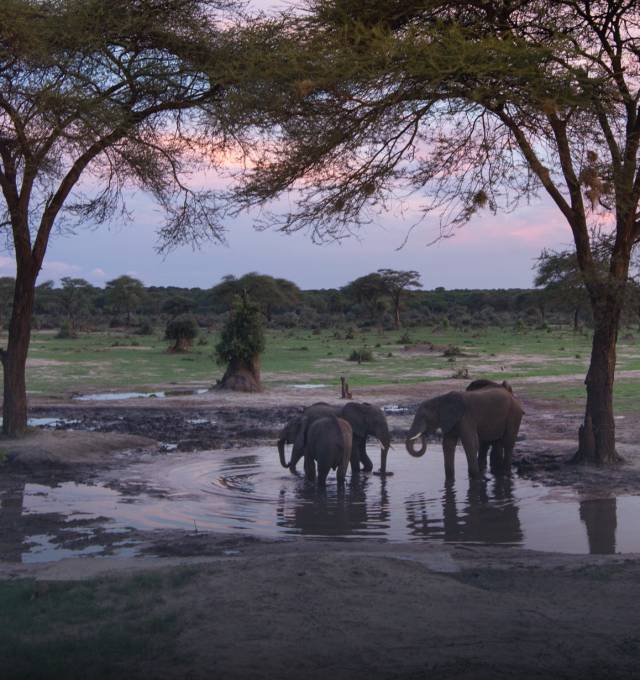 Best time to visit Botswana for a Safari - TourRadar