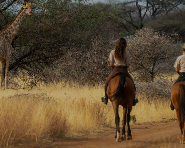 Horseback Safari: Must Read For First Time Riders - TourRadar