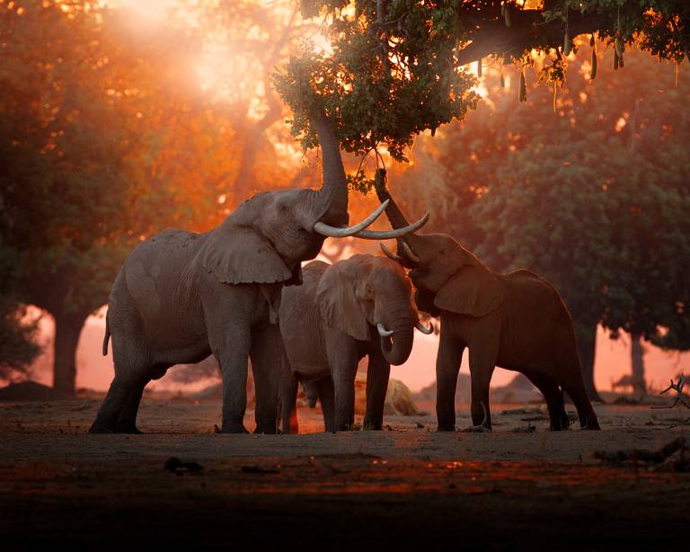 10 Best Jungle Safaris 2026/2027 - TourRadar