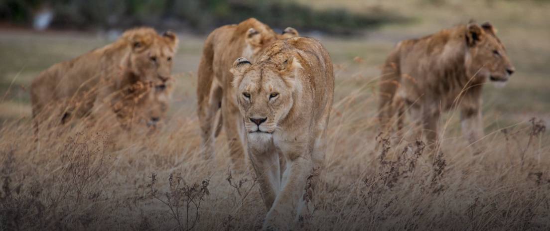 10 Amazing Wildlife Tours & Trips 2021 - TourRadar