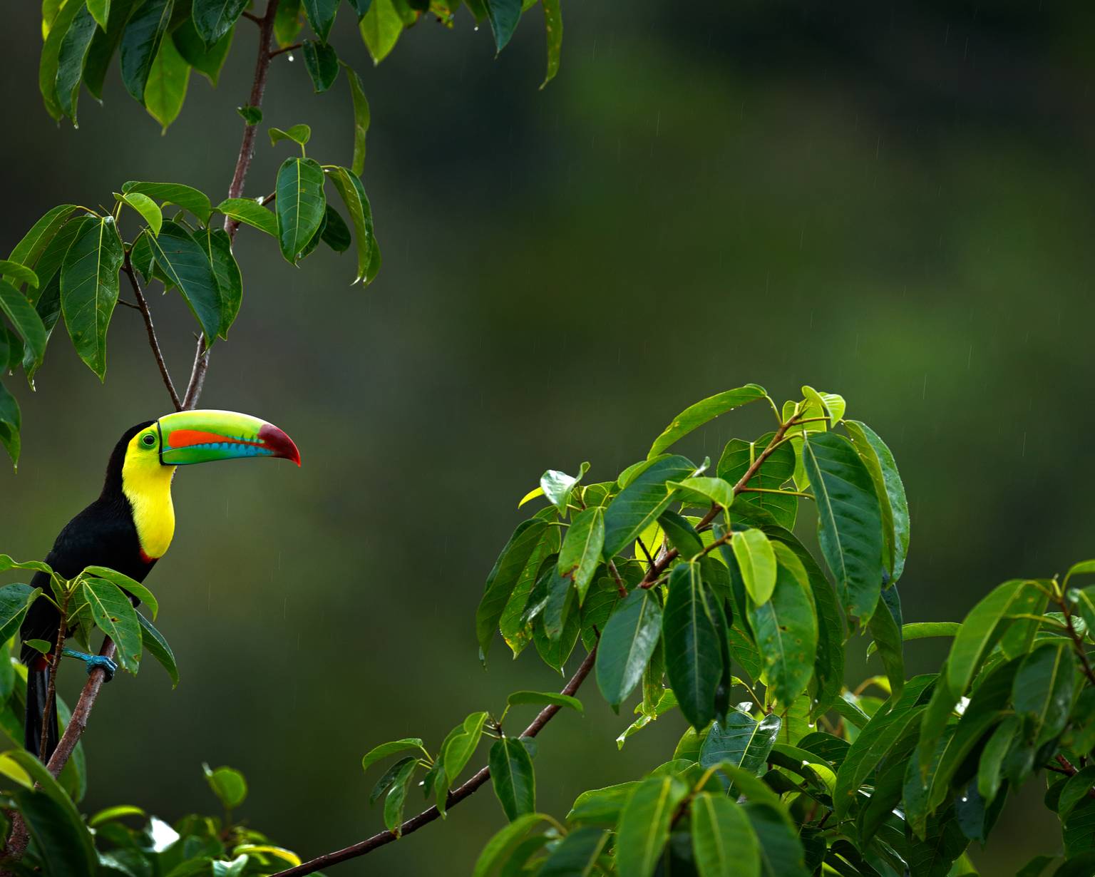 10 Amazing Wildlife Tours & Trips 2026/2027 - TourRadar