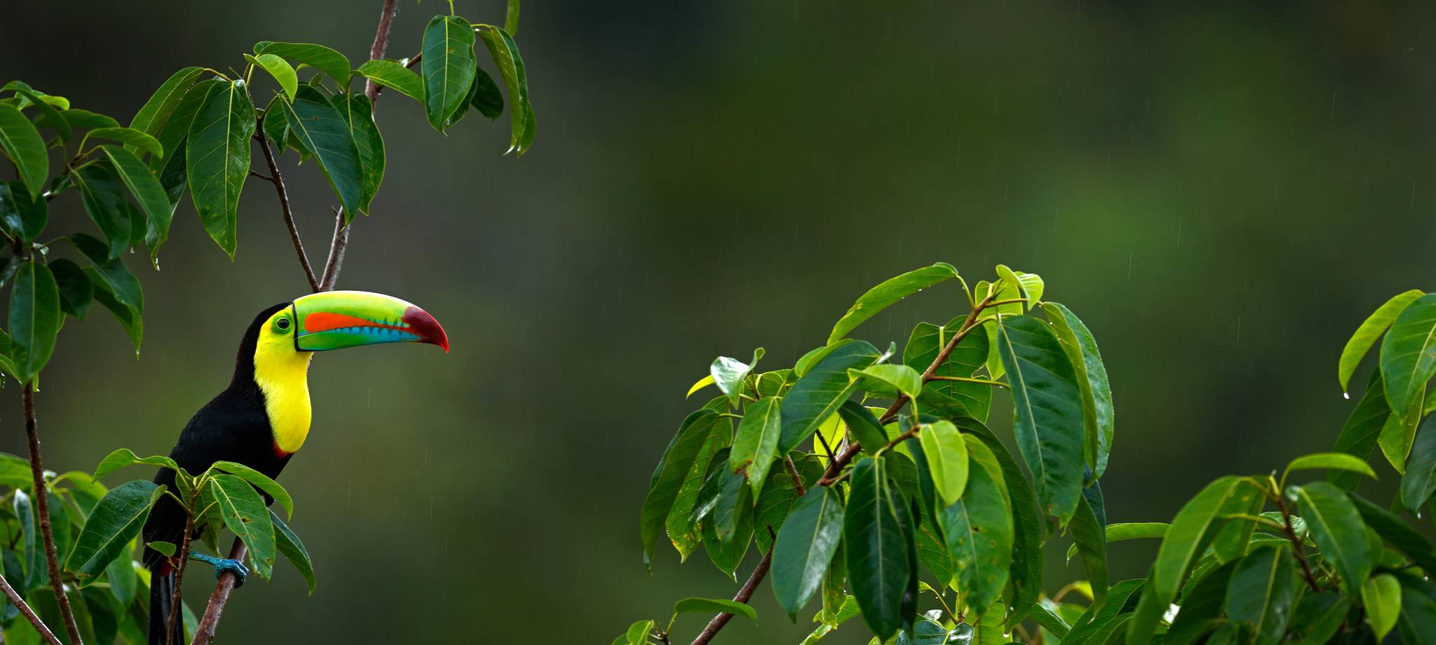 10 Amazing Wildlife Tours & Trips 2026/2027 - TourRadar