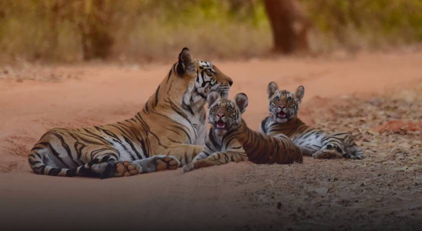 10 Amazing Wildlife Tours & Trips 2021 - TourRadar