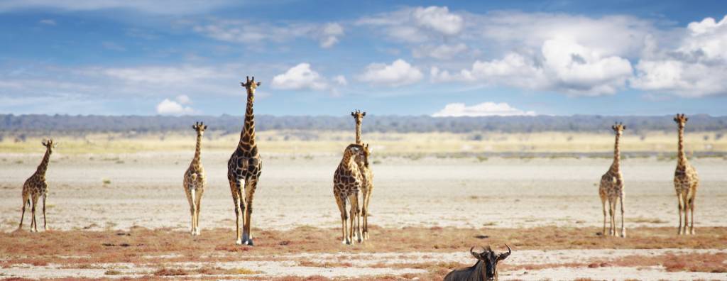 10 Best Namibia Safari Vacation Packages 2019/2020 - TourRadar