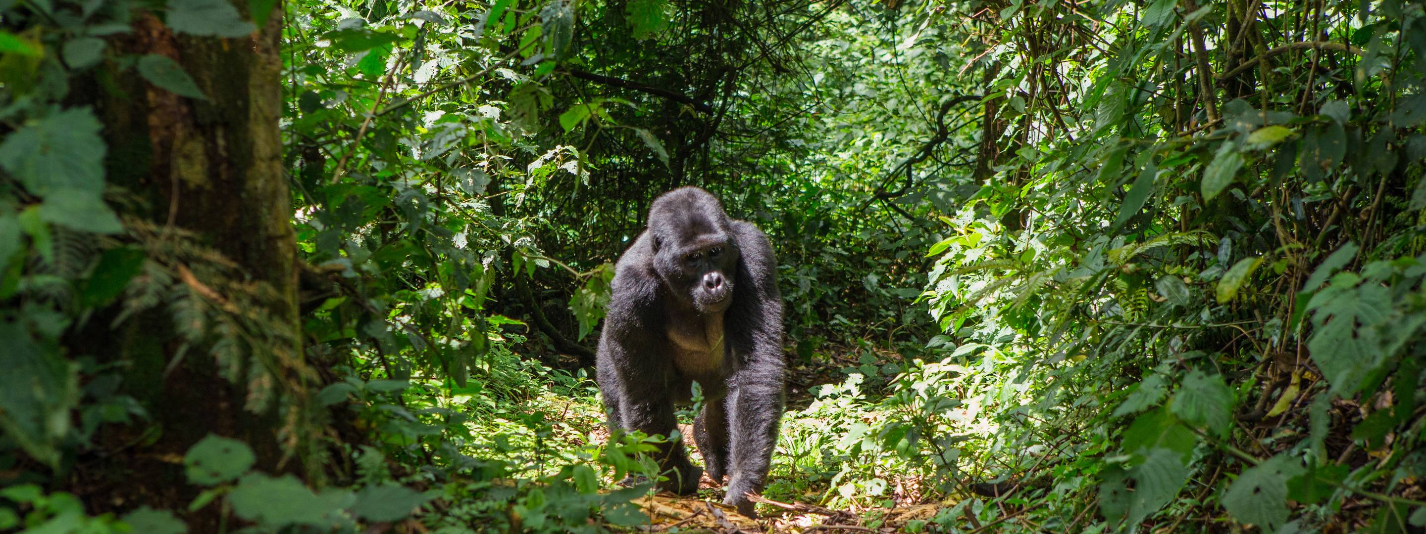 10 Best Gorilla Trekking Companies (with reviews) - TourRadar