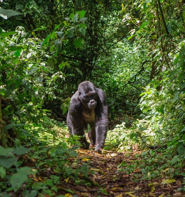 10 Best Gorilla Trekking Companies (with reviews) - TourRadar