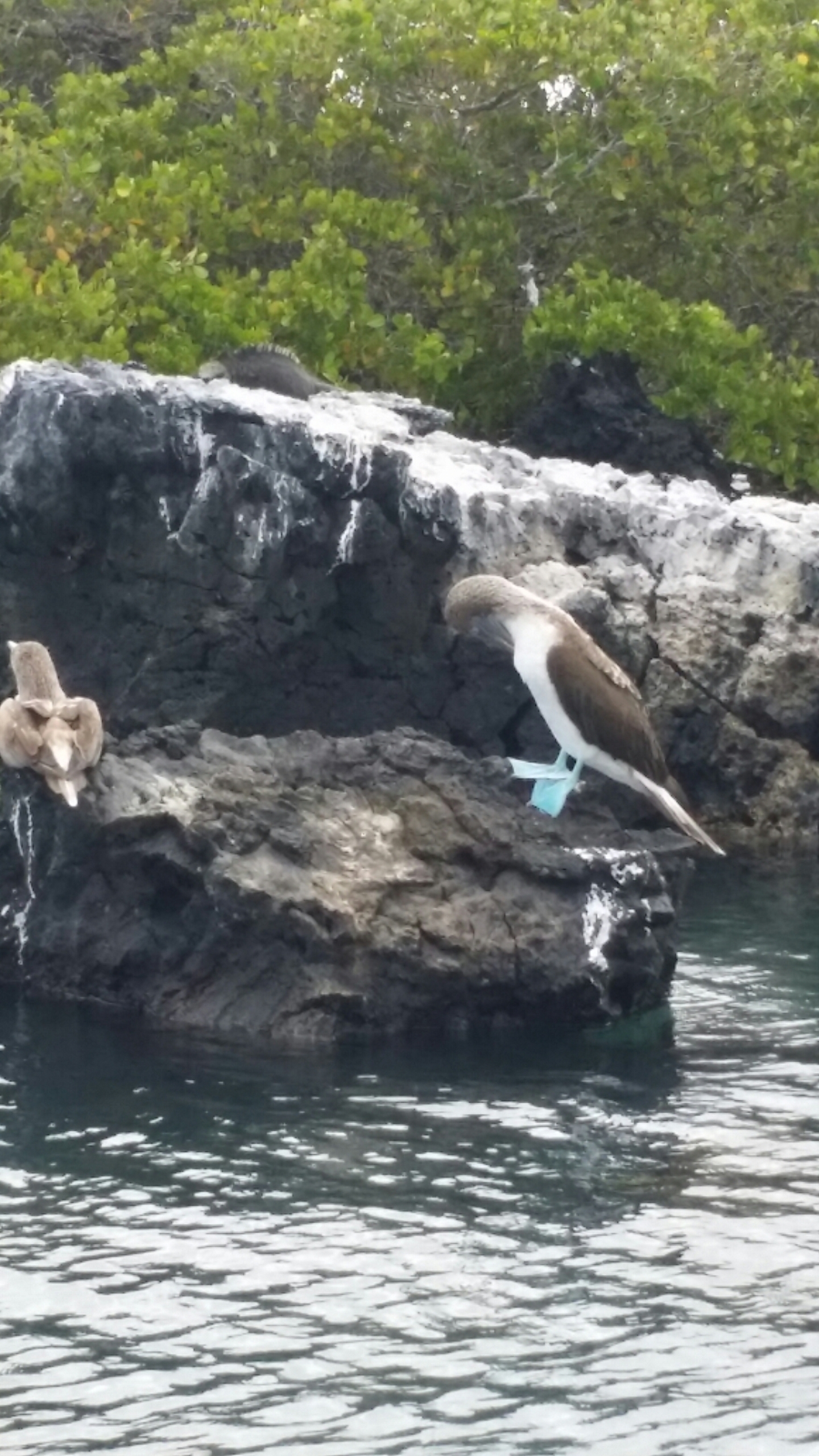 Galapagos Discovery by Intrepid Travel with 19 Tour Reviews (Code: GGRR ...