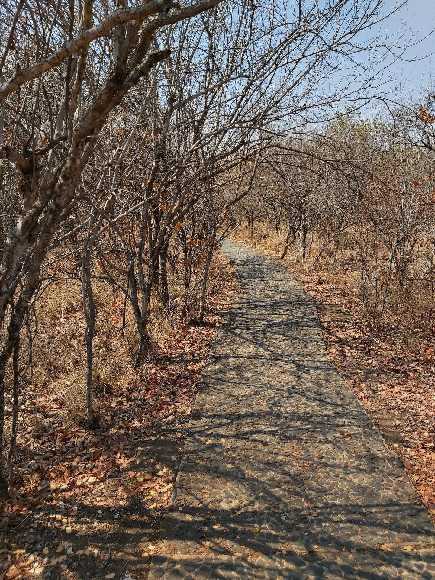 Family Botswana and Zimbabwe Safari Adventure by Explore! with 140 Tour ...