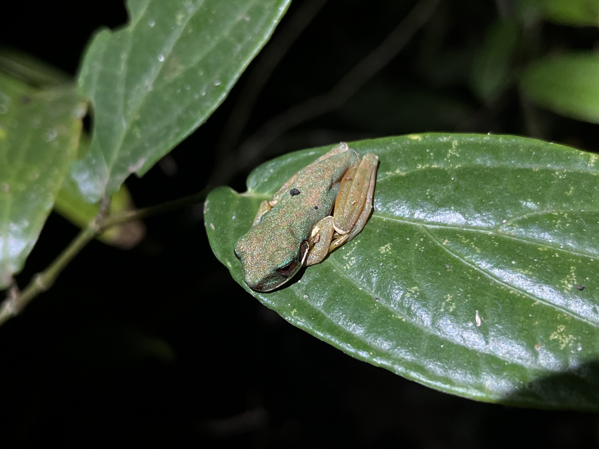 Costa Rica Quest by G Adventures with 316 Tour Reviews (Code: CRQ ...