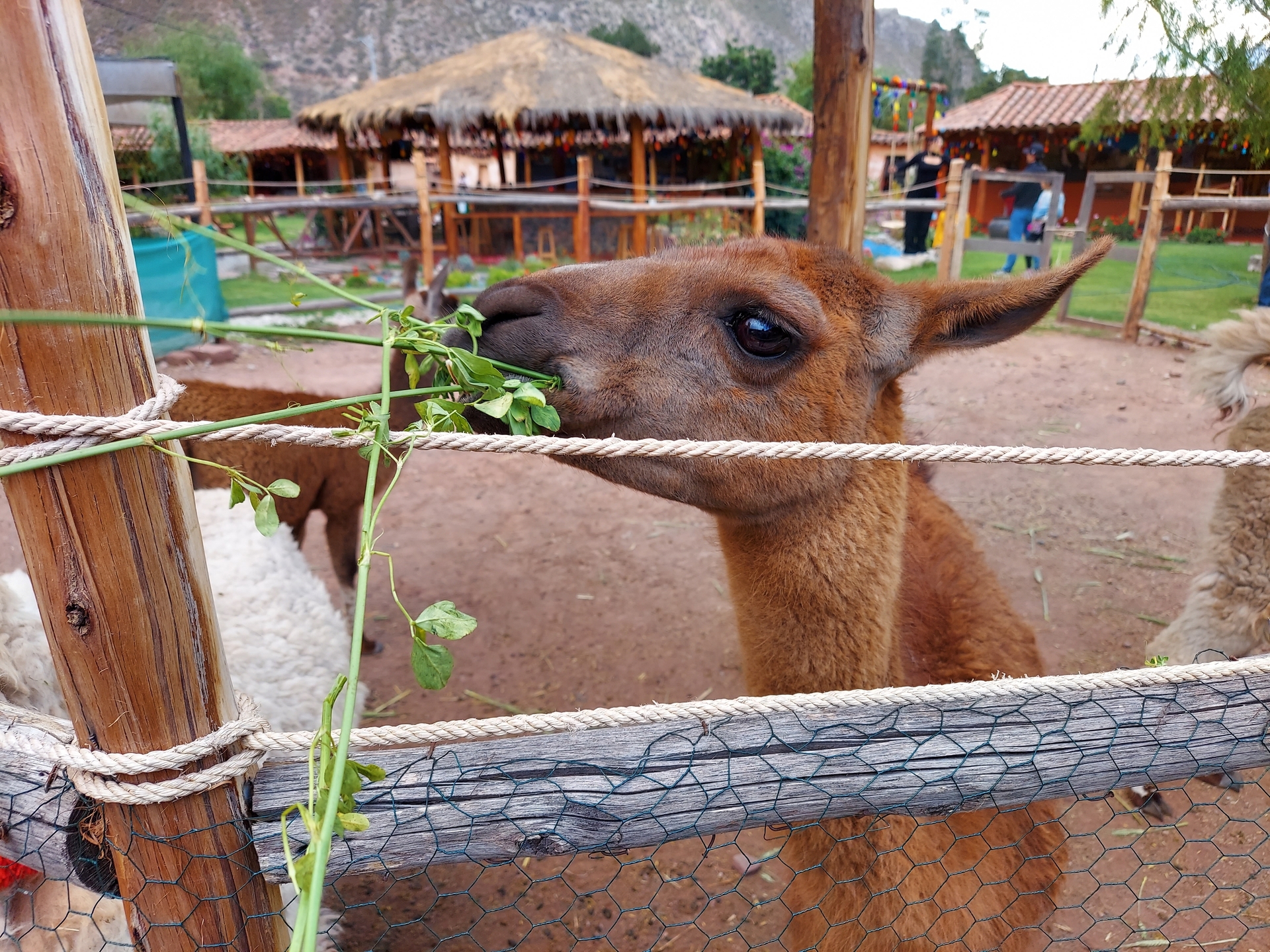 Inca Treasures by LimaTours with 22 Tour Reviews (Code: 22774) - TourRadar