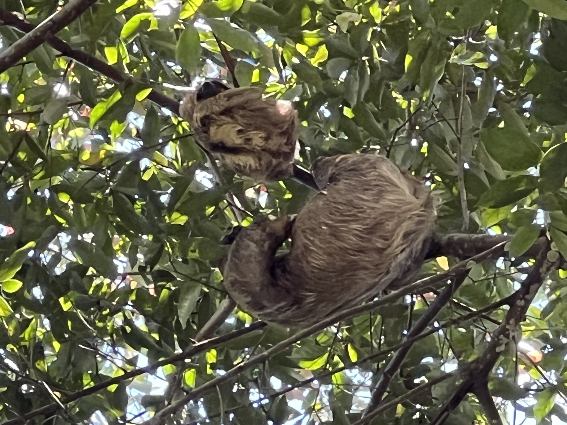 Costa Rica Quest by G Adventures with 321 Tour Reviews (Code: CRQ ...