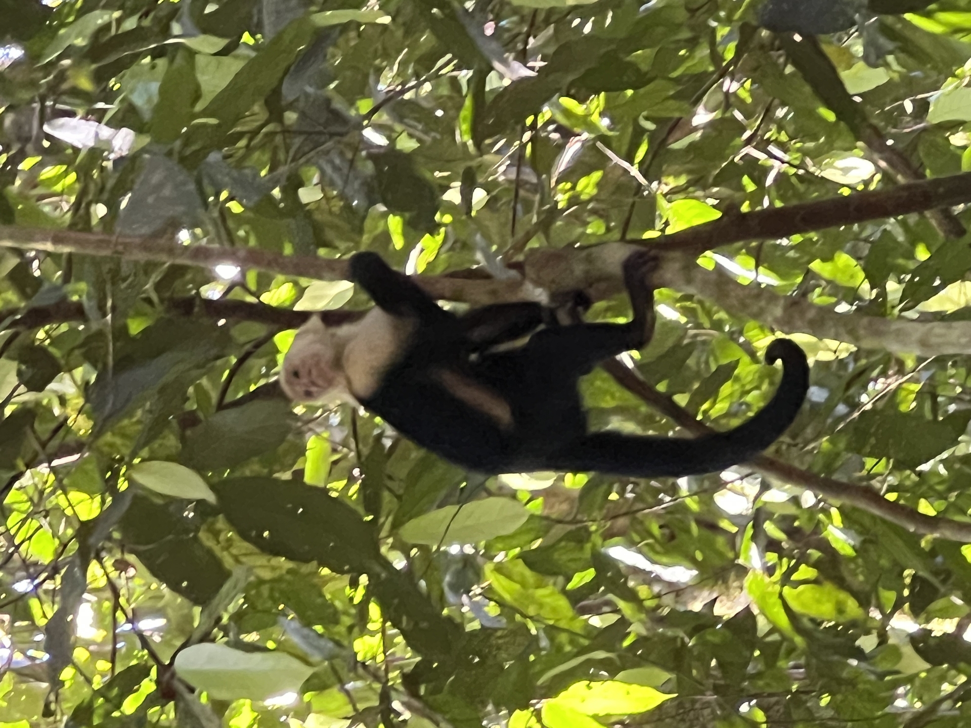 Costa Rica Quest by G Adventures with 321 Tour Reviews (Code: CRQ ...