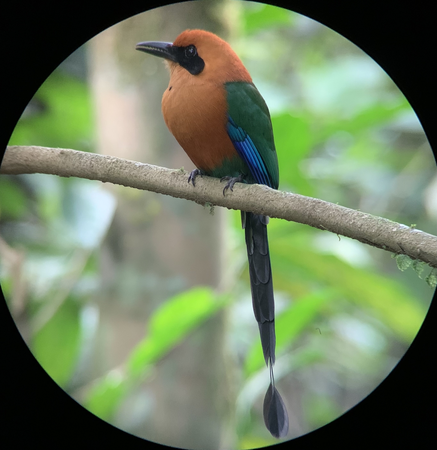 Costa Rica Quest by G Adventures with 321 Tour Reviews (Code: CRQ ...