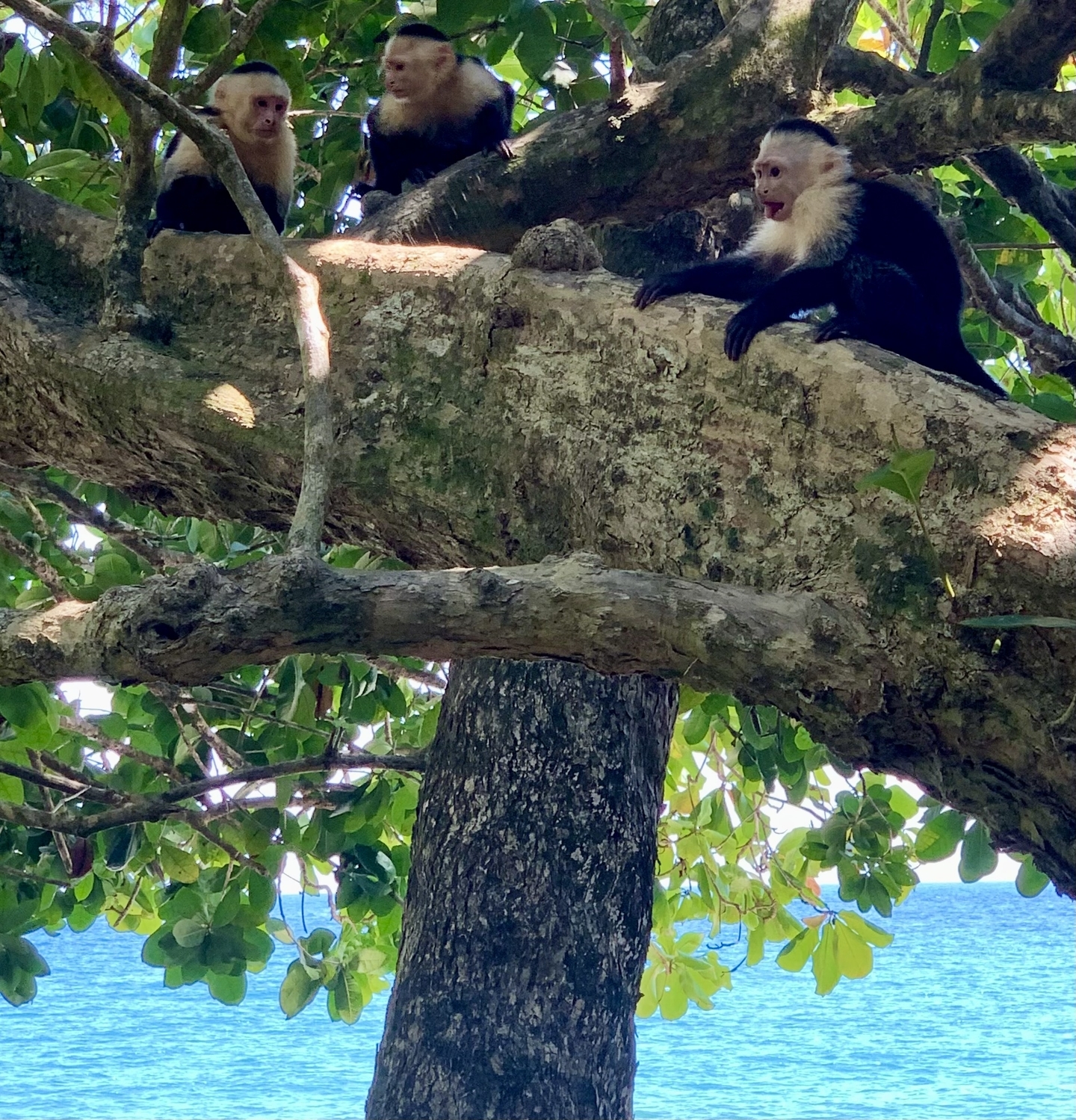 Costa Rica Quest by G Adventures with 321 Tour Reviews (Code: CRQ ...