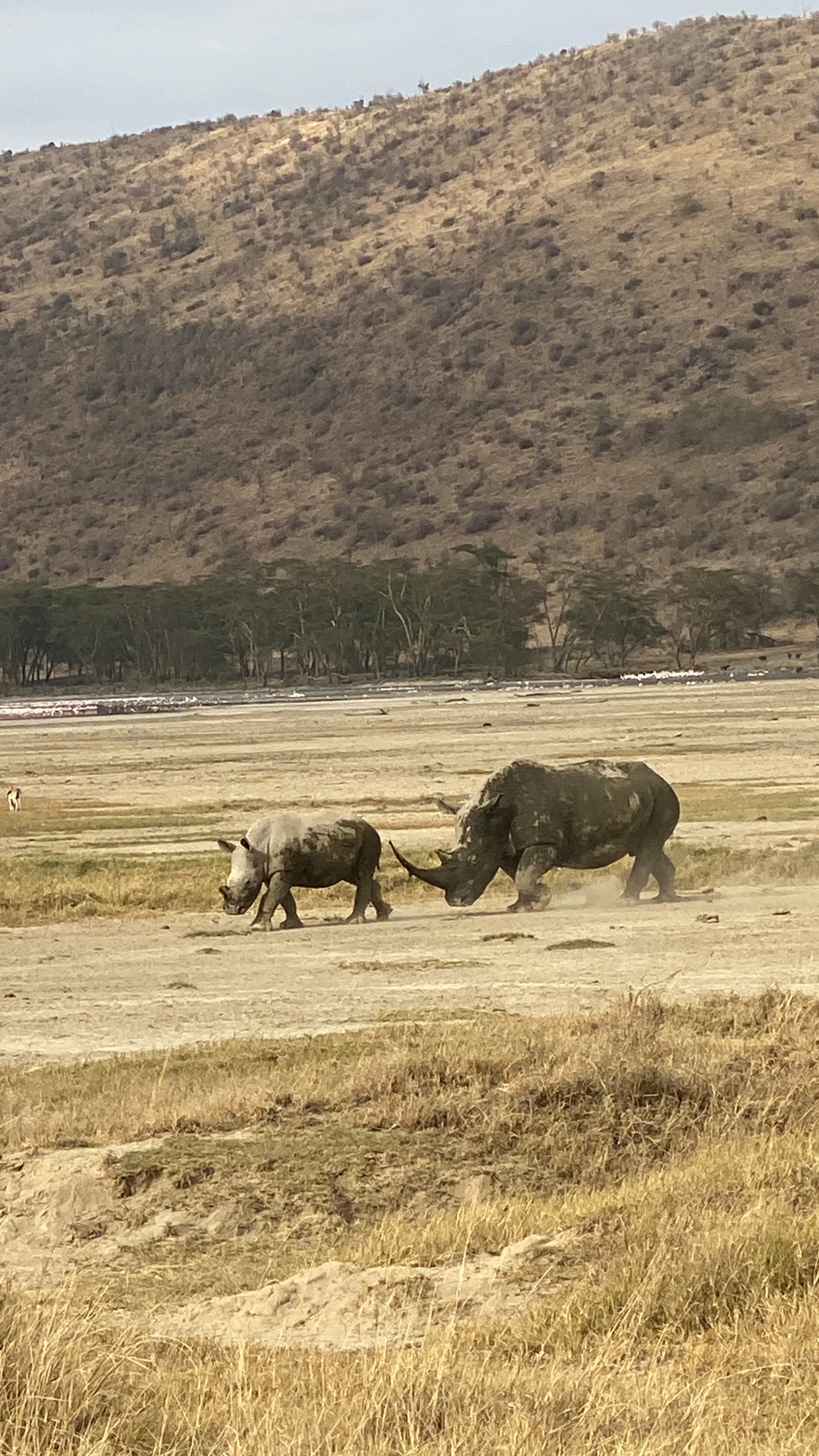 The Absolute Safari by Absolute Africa with 43 Tour Reviews (Code: AS71 ...